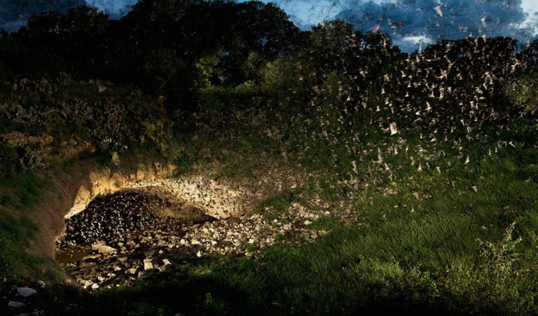 Join us for an outdoor field trip to “Bracken Cave, 20 Million Bats ...